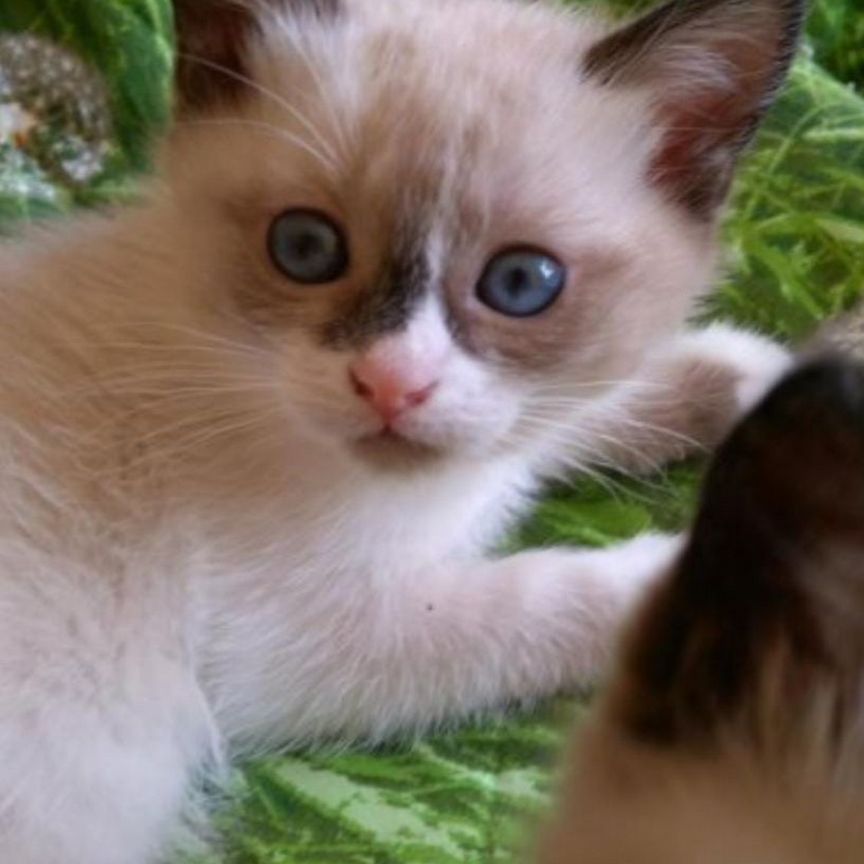 Котята Сноу Шу