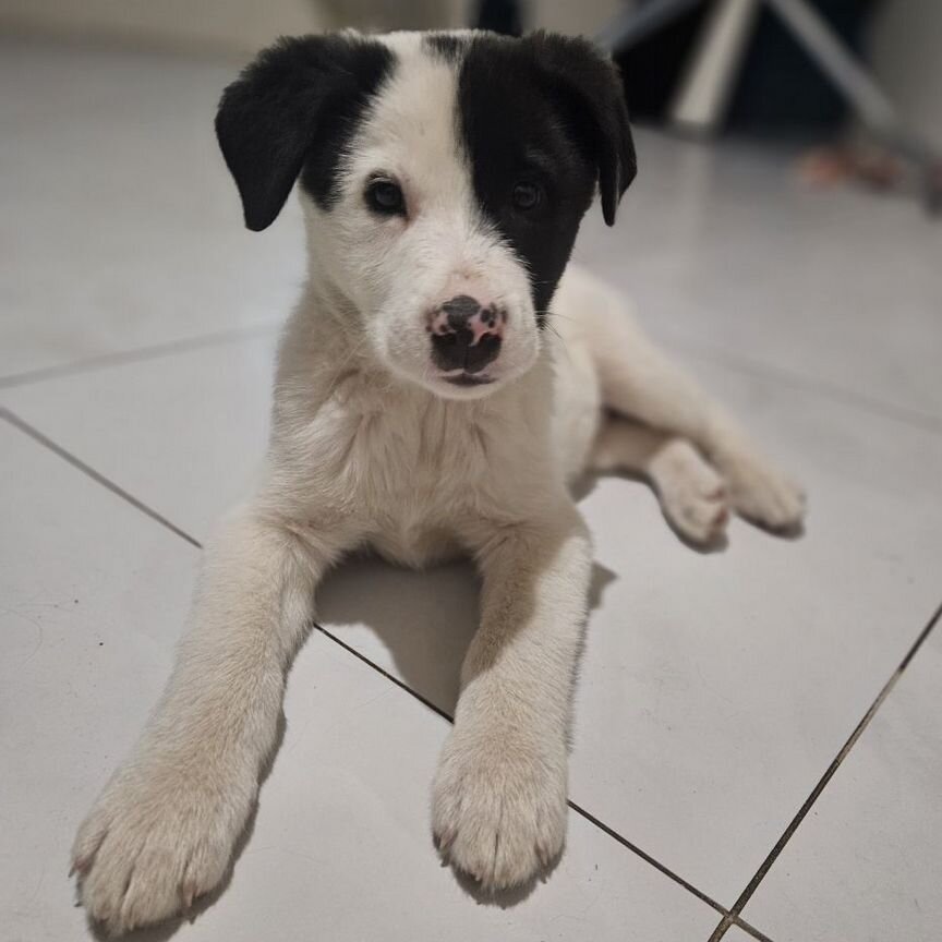 Малыш белый Бим, чёрное ухо. Бесплатно