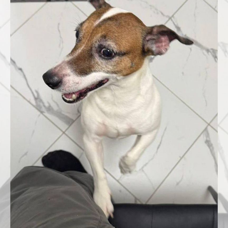 Джек-рассел-терьер, взрослый пёс