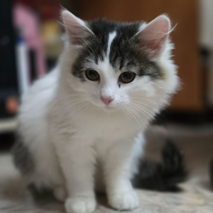 Котята в добрые руки бесплатно мышеловка