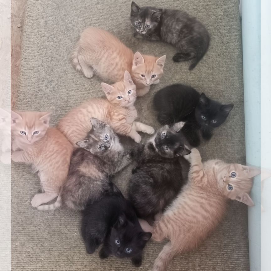 Котята в добрые руки