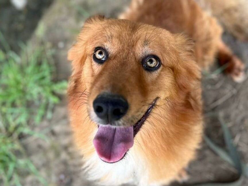 Собака из приюта