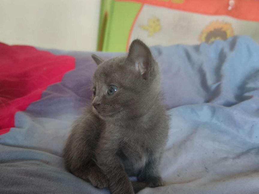 Кошечка в добрые руки 1 мес