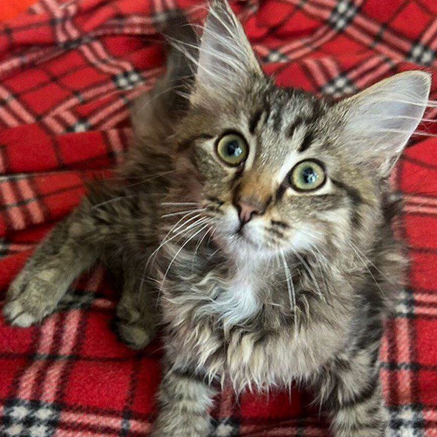 Сибирский котенок мальчик