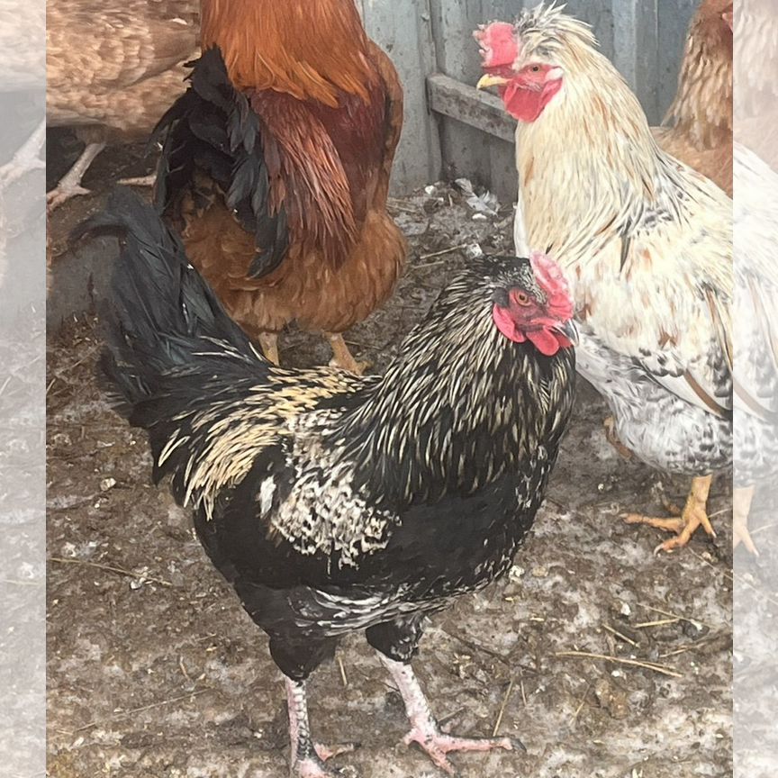 Молодые петухи