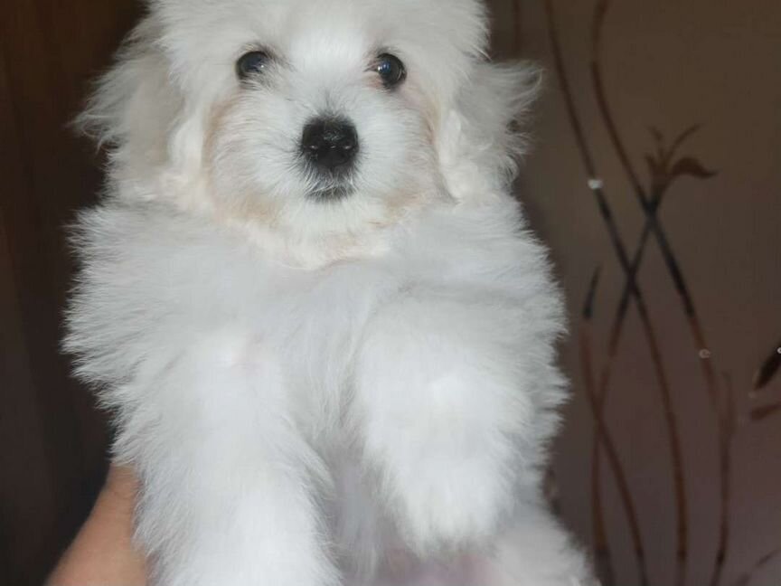 Болонки мальтипу