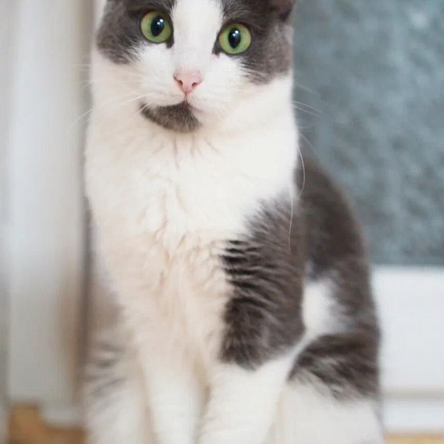 Кошечка Варенька