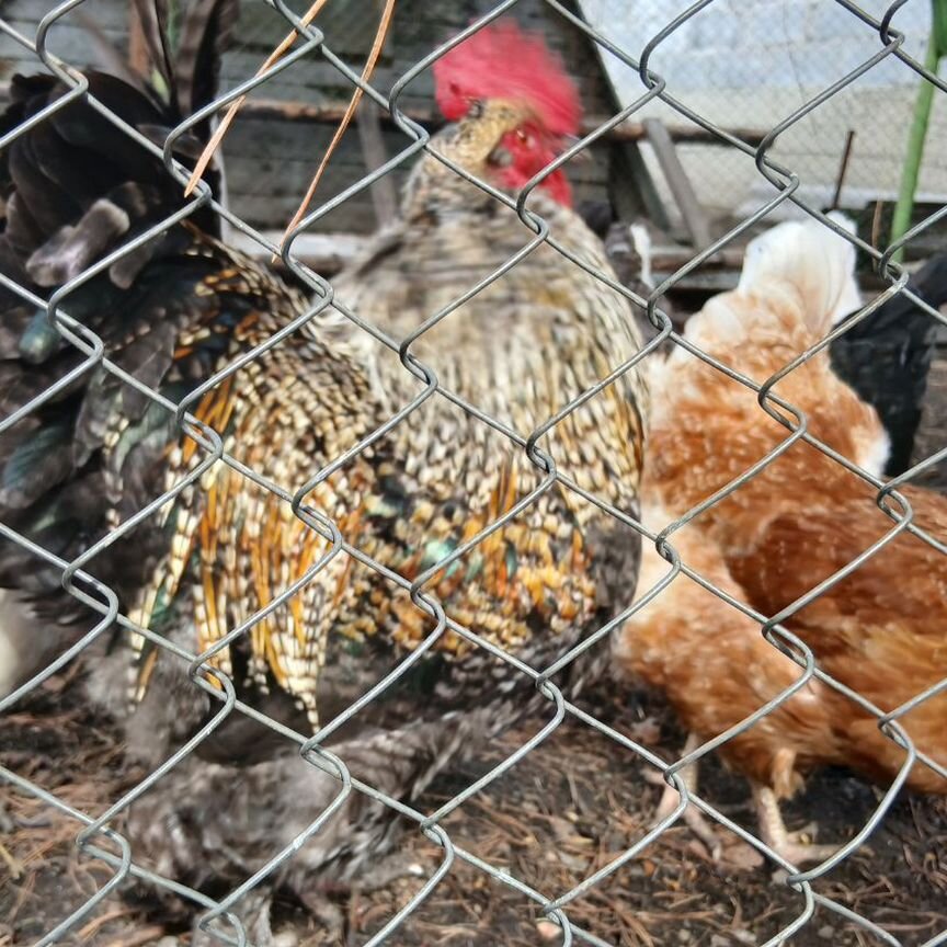 Крупный петух