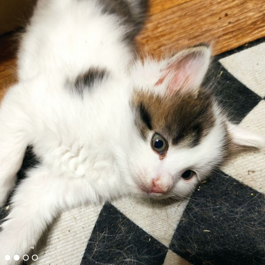 Котёнок в добрые руки