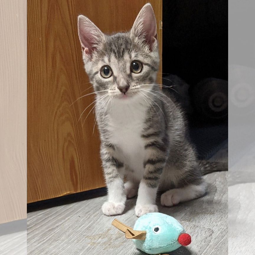 Котенок
