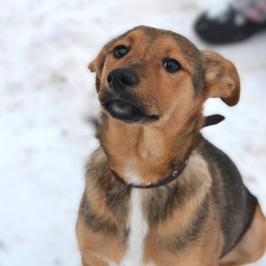 Щенок кобель бесплатно