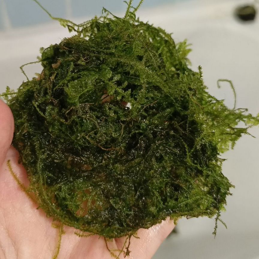 Аквариумный мох