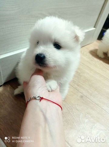 Малыши япошки