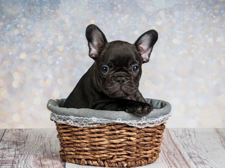 Французский бульдог щенки