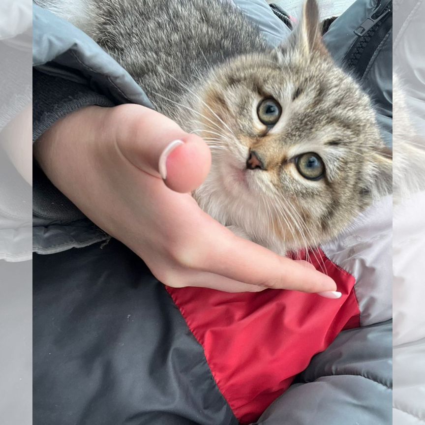 Котёнок в добрые руки