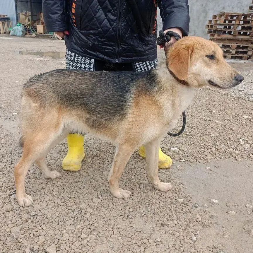 Русская гончая, щенок