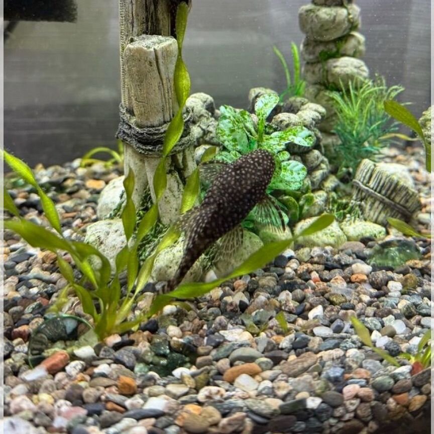 Отдам сомиков анцитрусов