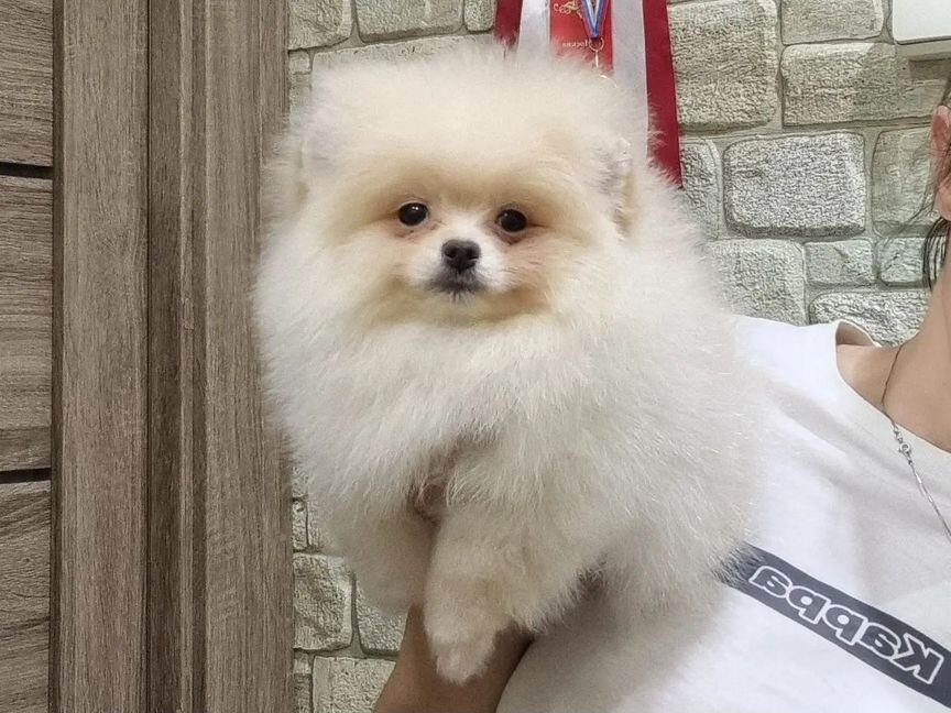 Кремовый мальчишка мишка