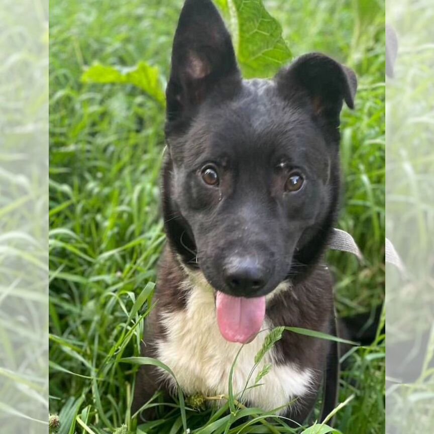 Взрослый пёс в добрые руки