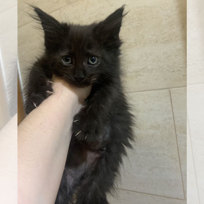 Мейн-кун котёнок