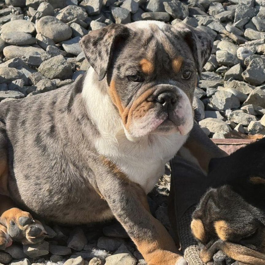 Английский бульдог, щенок