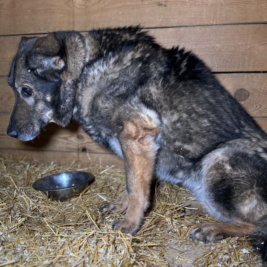Пожилая собачка доживает свой век в клетке