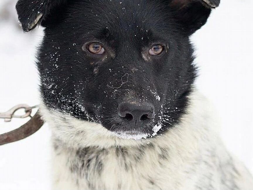 Милой Лейле нужен дом