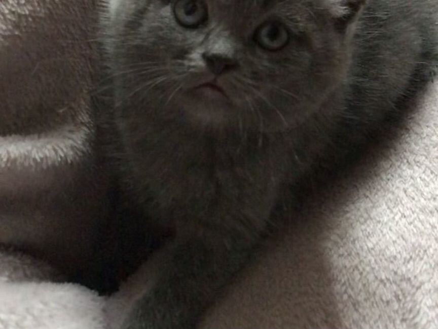 Британские котята