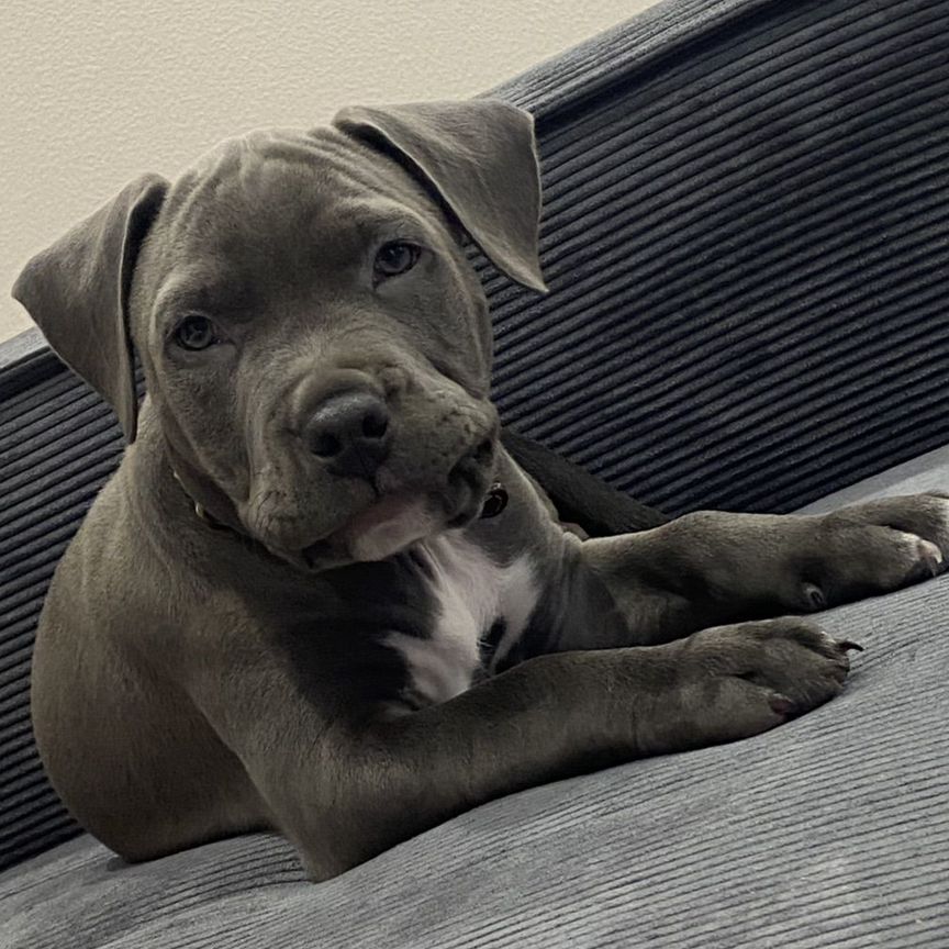 Американский стаффордширский терьер, щенок