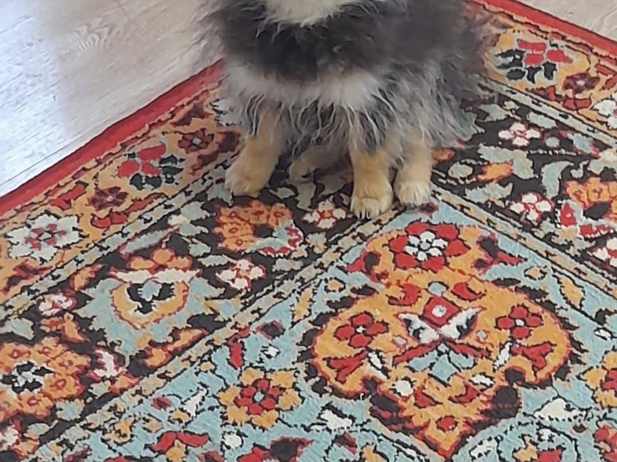 Продам щенка щпиц