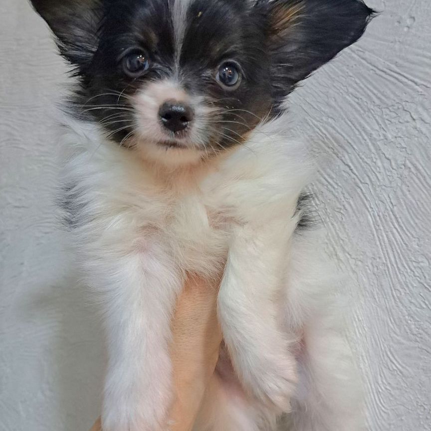 Щенки папийона