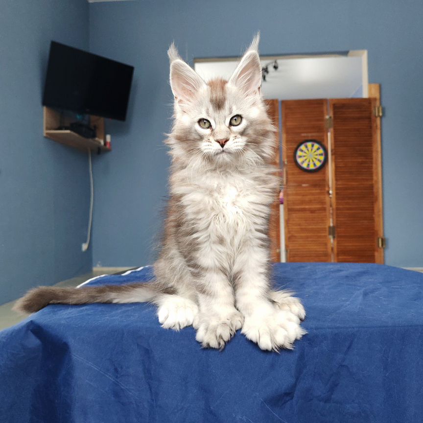 Парень мейн-кун полидакт