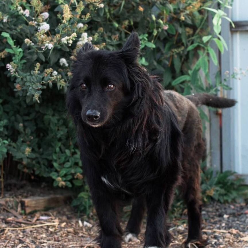 Собака в добрые руки отдам бесплатно
