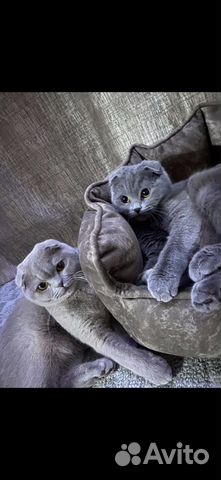 Шотландская вислоухая