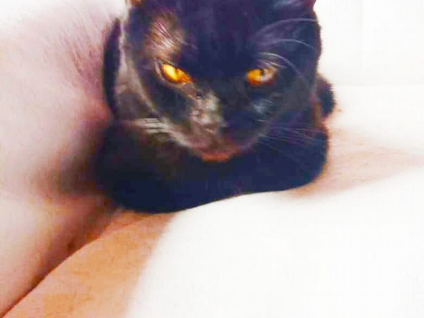 Кошка, метисик шотла