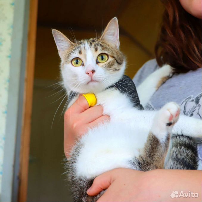 Котёнок 11 месяцев