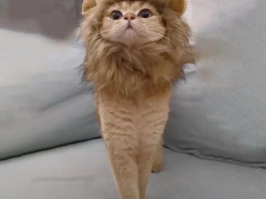 Шапка льва для кота