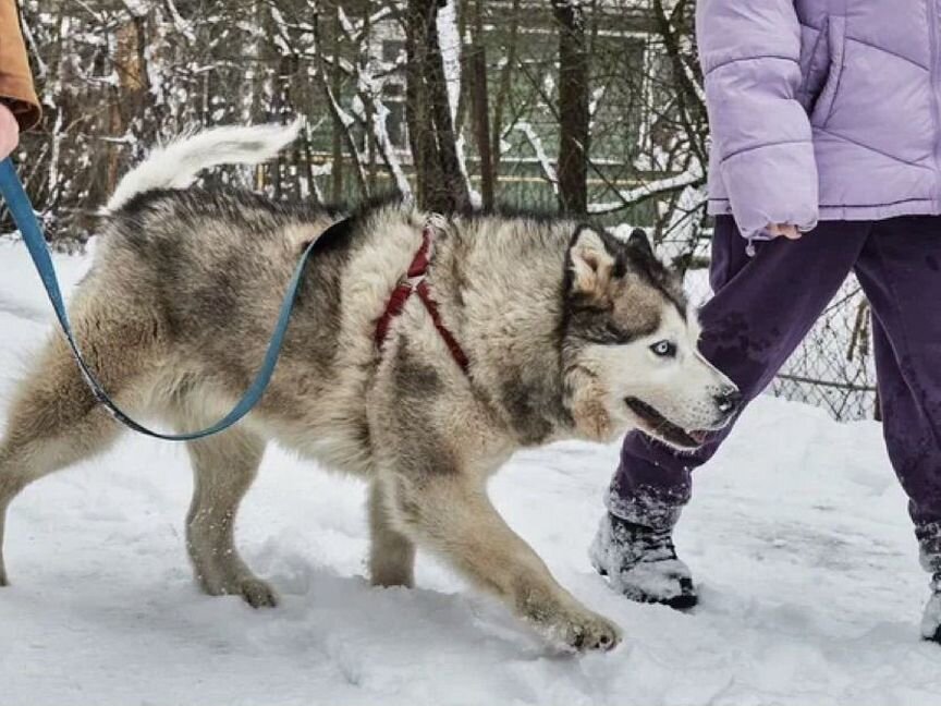 Аляскинский маламут ищет дом или передержку