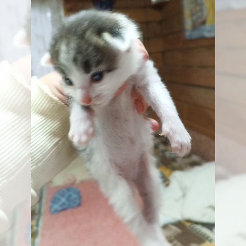 Отдам двух котят в добрые руки