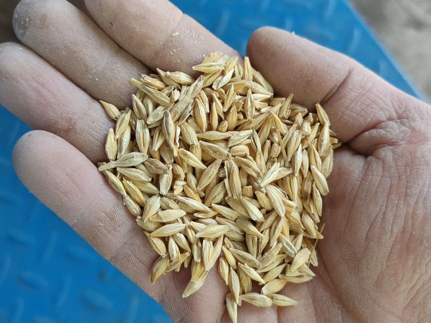 Семена ячмень яровой сорт Гелиос колос 6 рядный