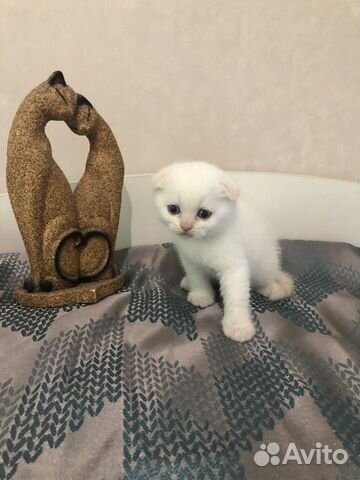 Шотландская