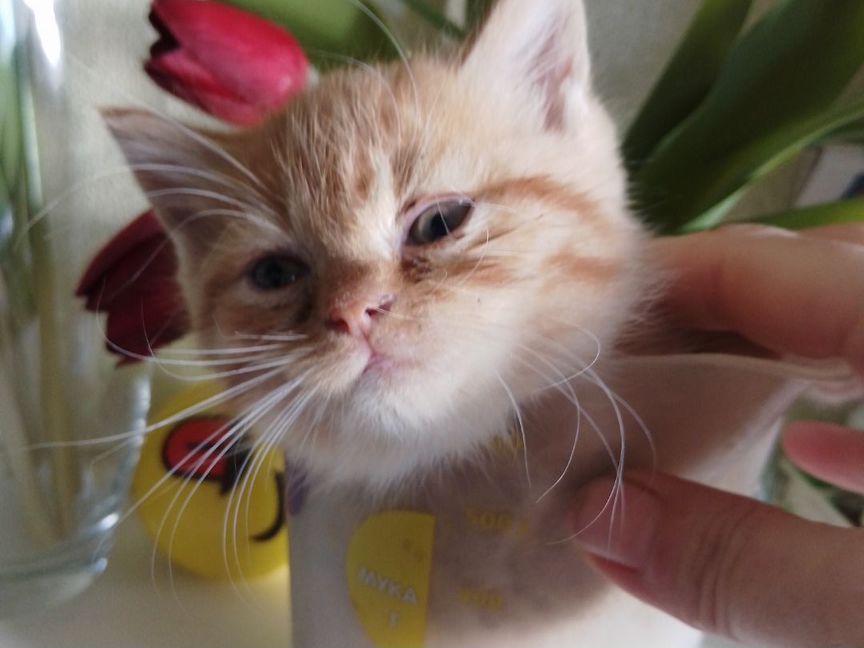 Кошка