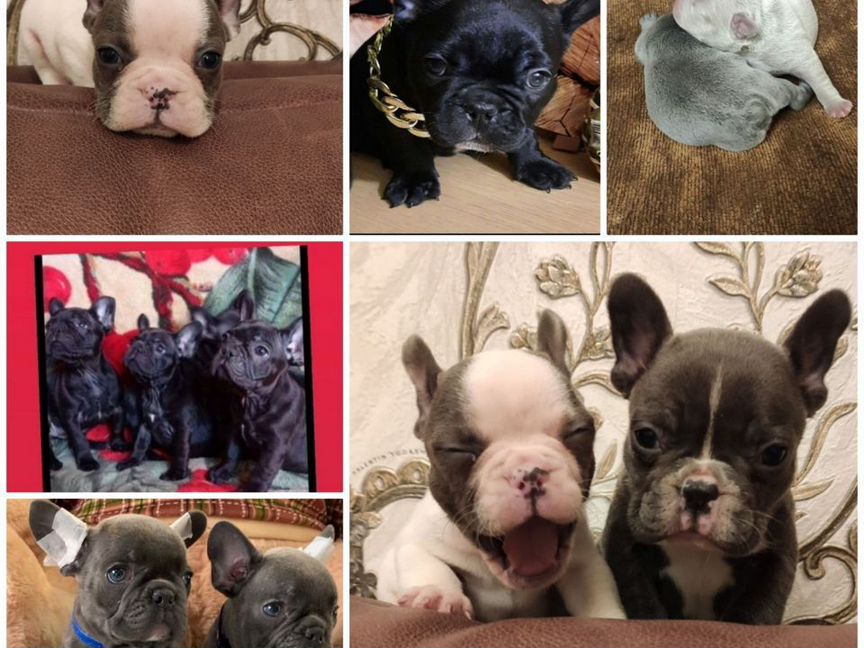 Французский бульдог