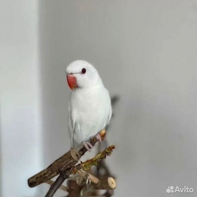 Кольчатый Ожереловый белый