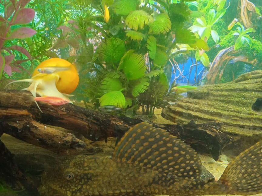 Сом парчевый 20 см. Обменяю на Боцый и креветок