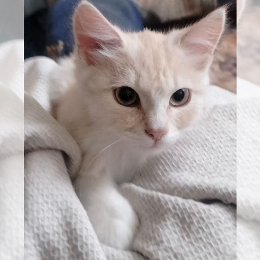 Котенок в добрые руки