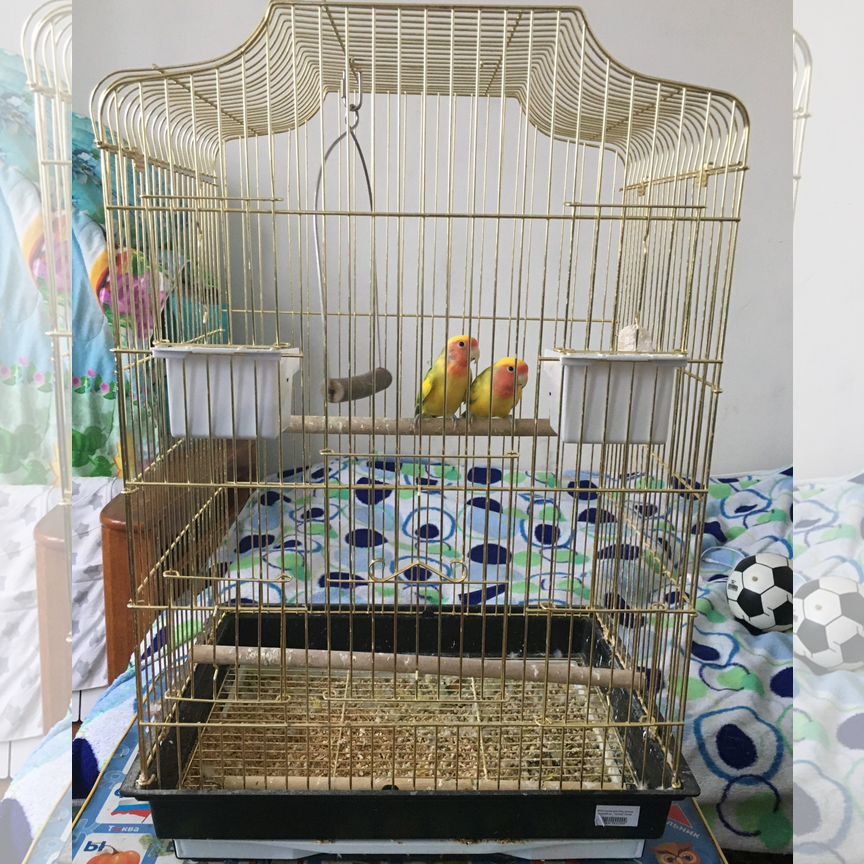 Попугай неразлучники