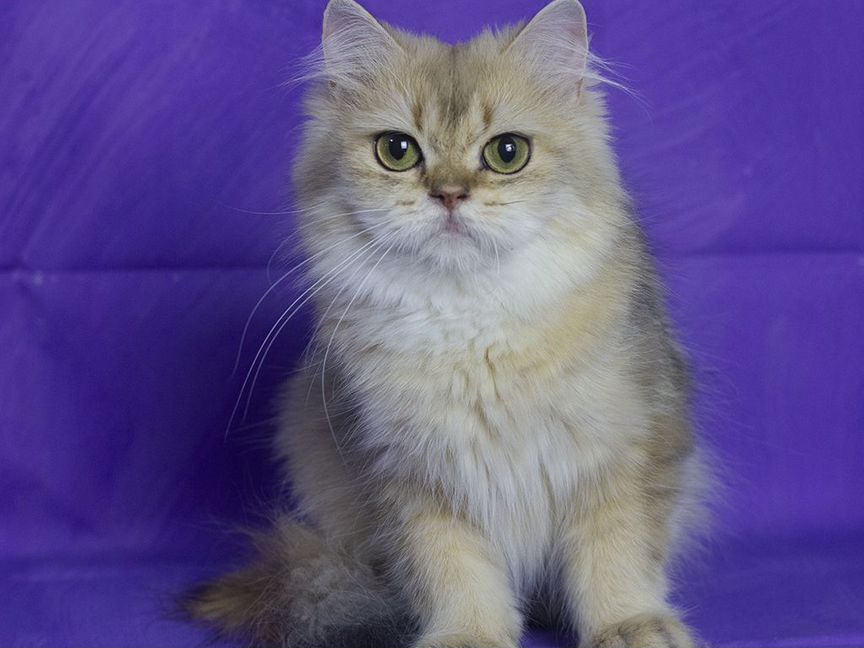 Британская длинношерстная кошечка