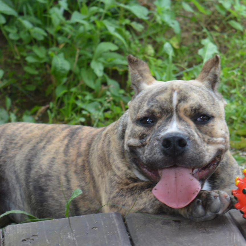 Булли девочка покет