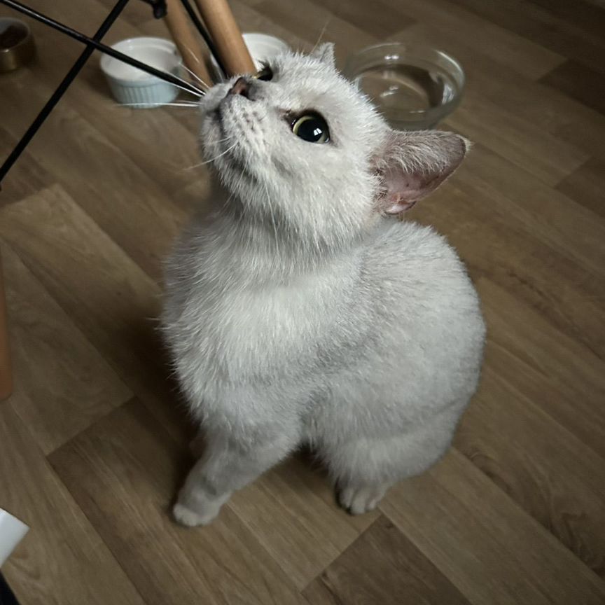 Шотландская прямоухая кошка в добрые руки
